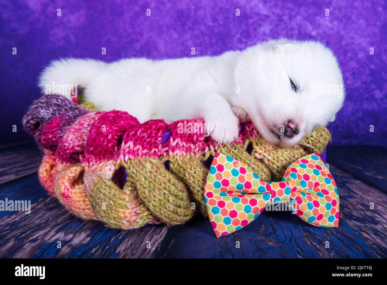 White fluffy small Samoyed puppy dog in a gift box Stock Photo - Alamy