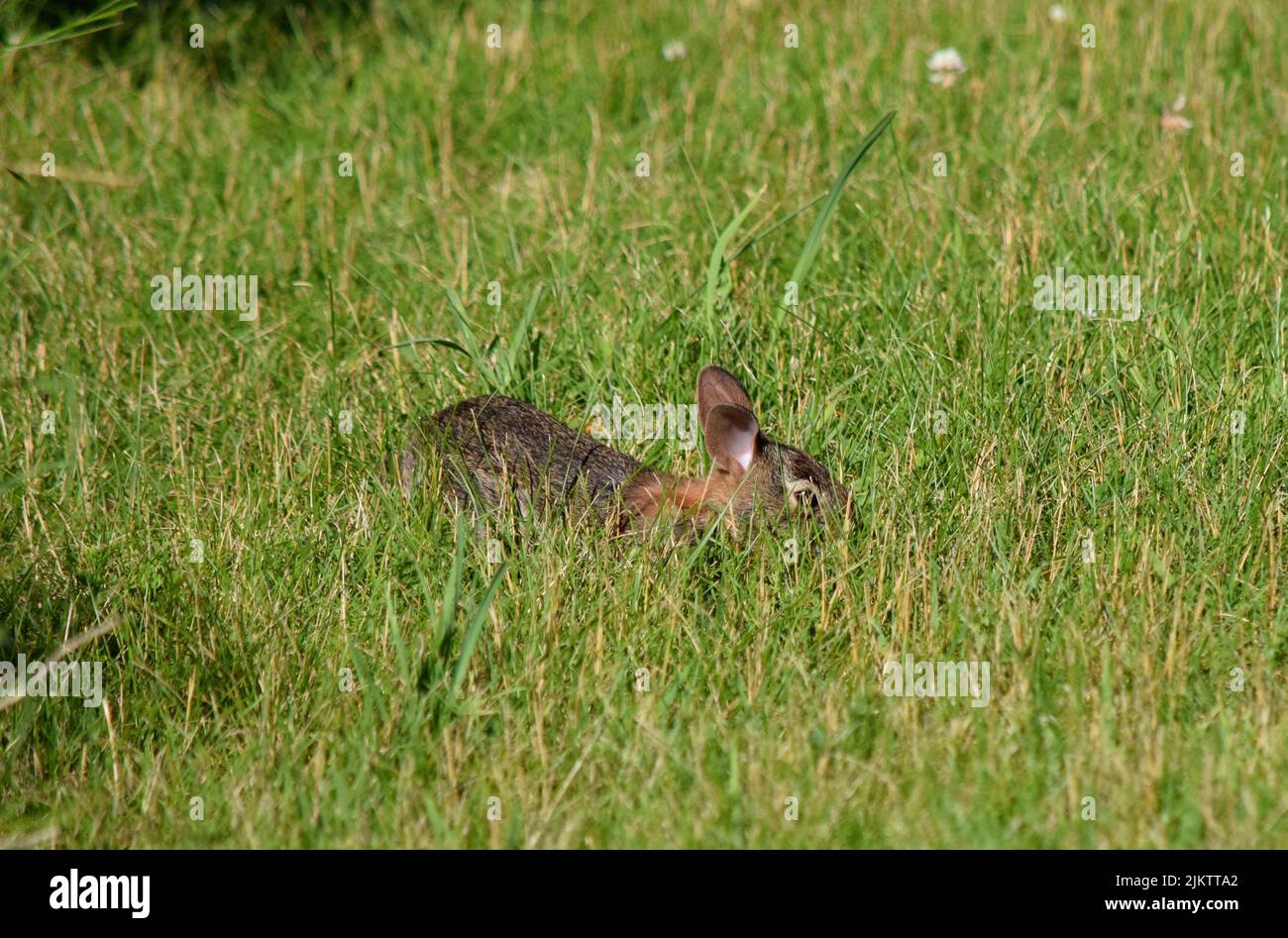 County rabbits hi-res stock photography and images - Alamy