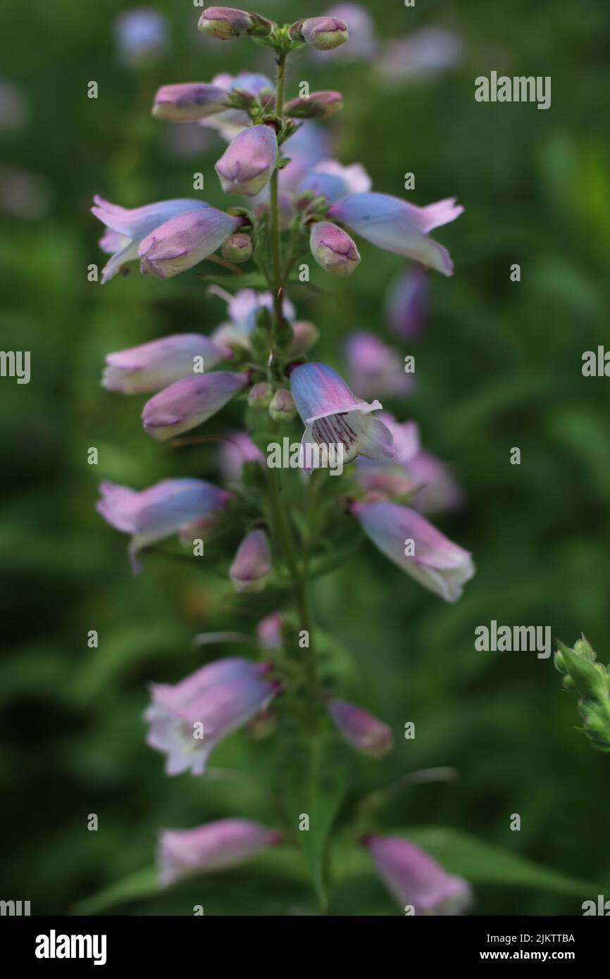 A Shallow focus of a light purple Penstemon cobaea (Prairie Penstemon ...