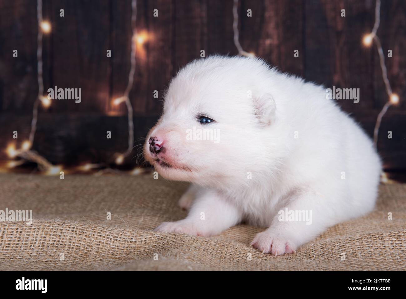 White fluffy small Samoyed puppy dog in front of dark background with ...