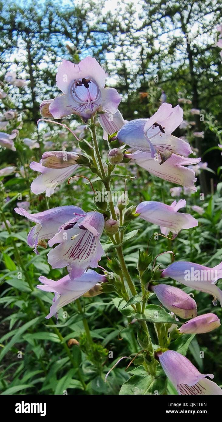 A shallow focus of a light purple Penstemon cobaea (Prairie Penstemon ...