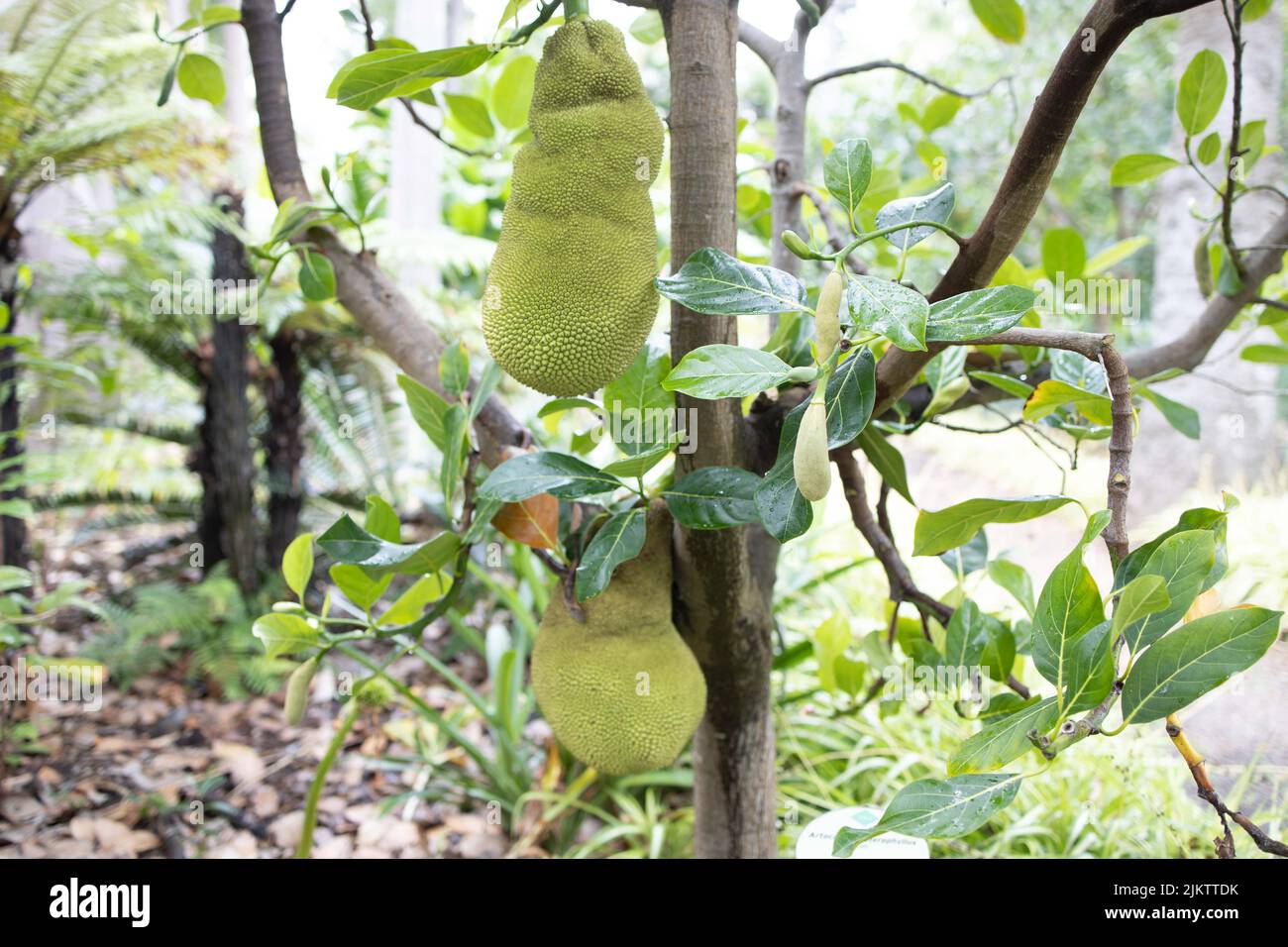 Leaves of jackfruit tree hi-res stock photography and images - Alamy