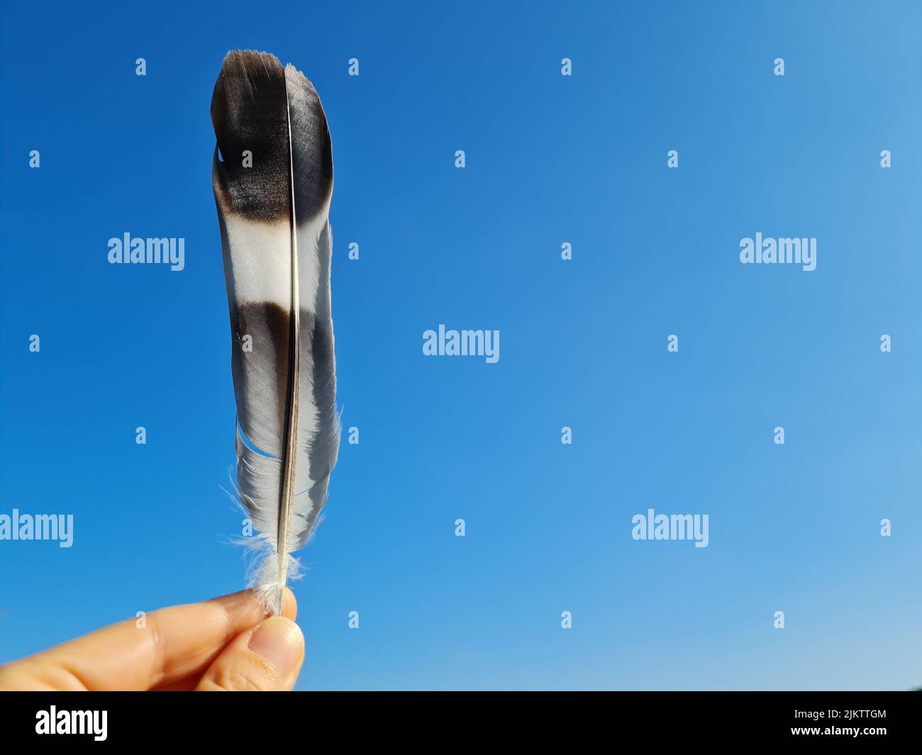 Hand white feather hi-res stock photography and images - Alamy