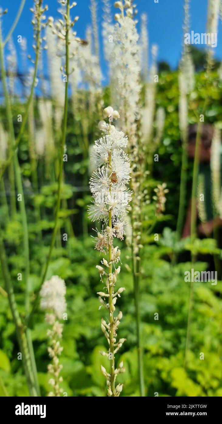 A vertical beautiful blossom of Black cohosh plants in the field on a ...