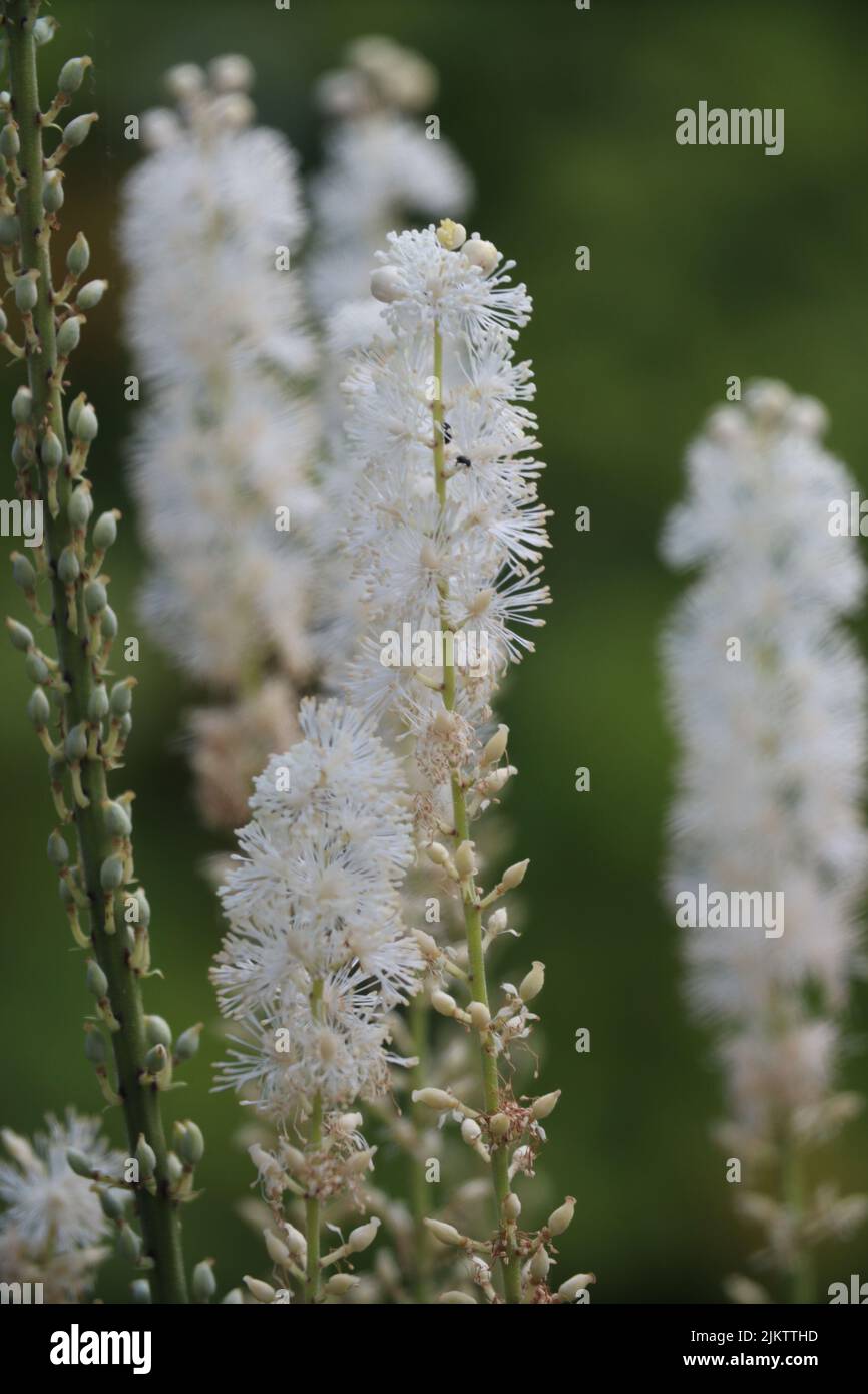 A shallow focus shot of Actaea simplex with blurred green background ...