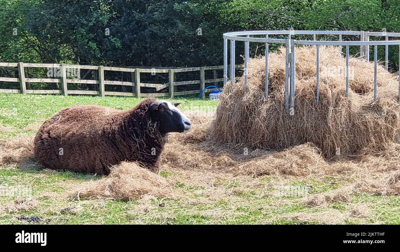 A furry Arapawa Sheep laying next to hay in the farm Stock Photo - Alamy