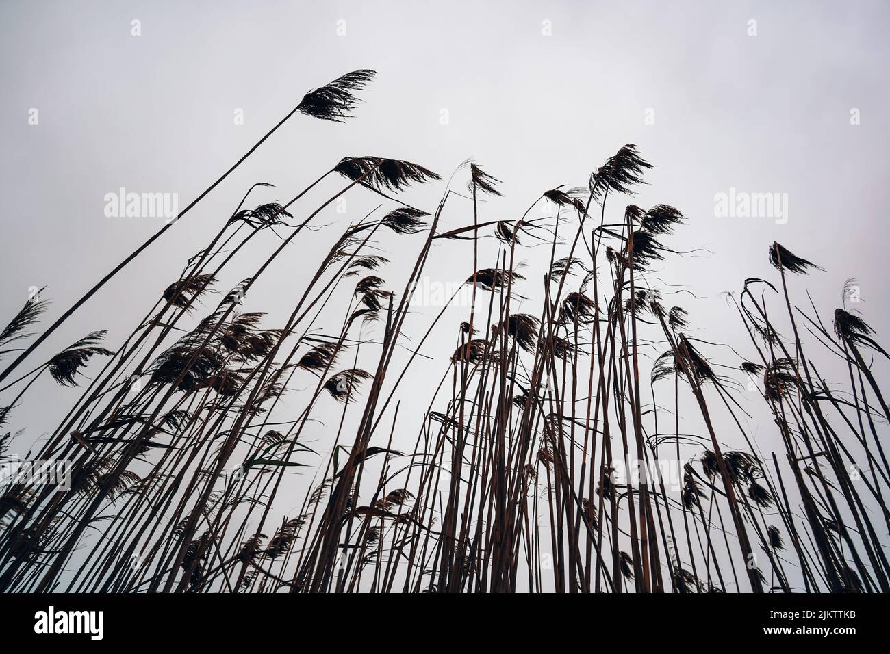 Common field plant hi-res stock photography and images - Alamy
