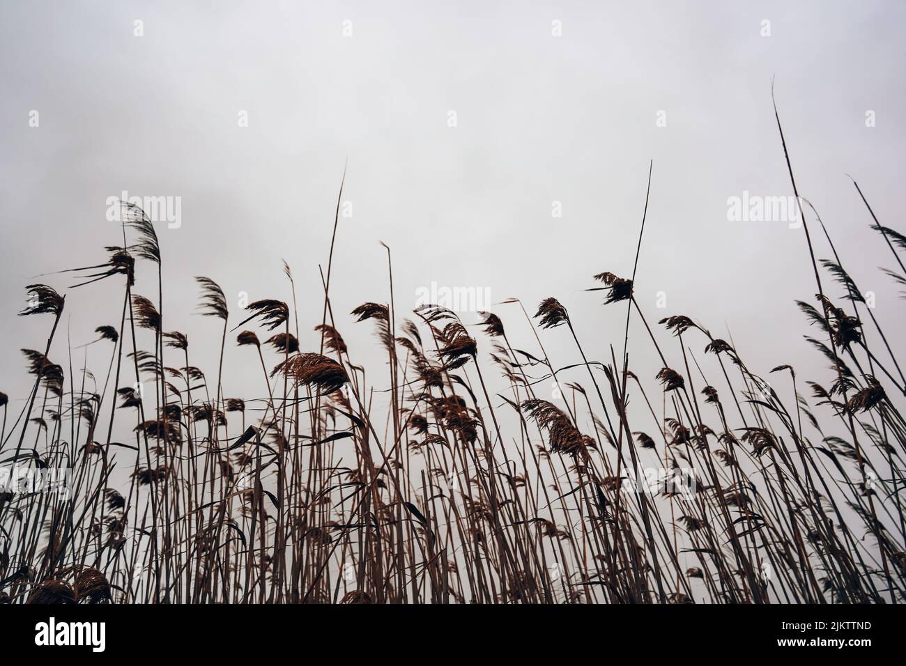 A Beautiful view of a vibrating common reed (Phragmites australis ...