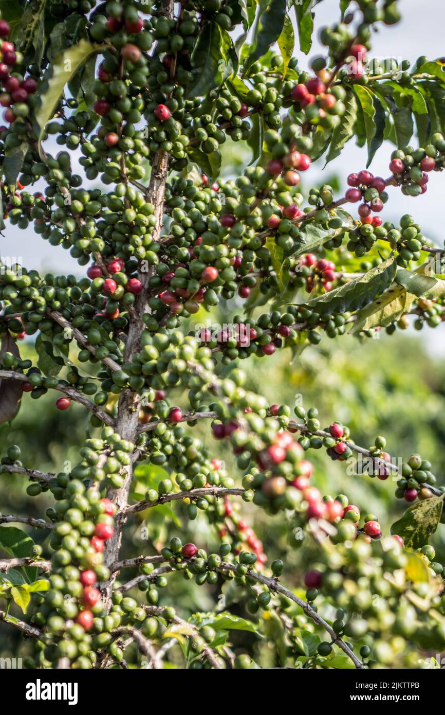 A closeup of the arabica coffee plant with red and green coffee beans ...