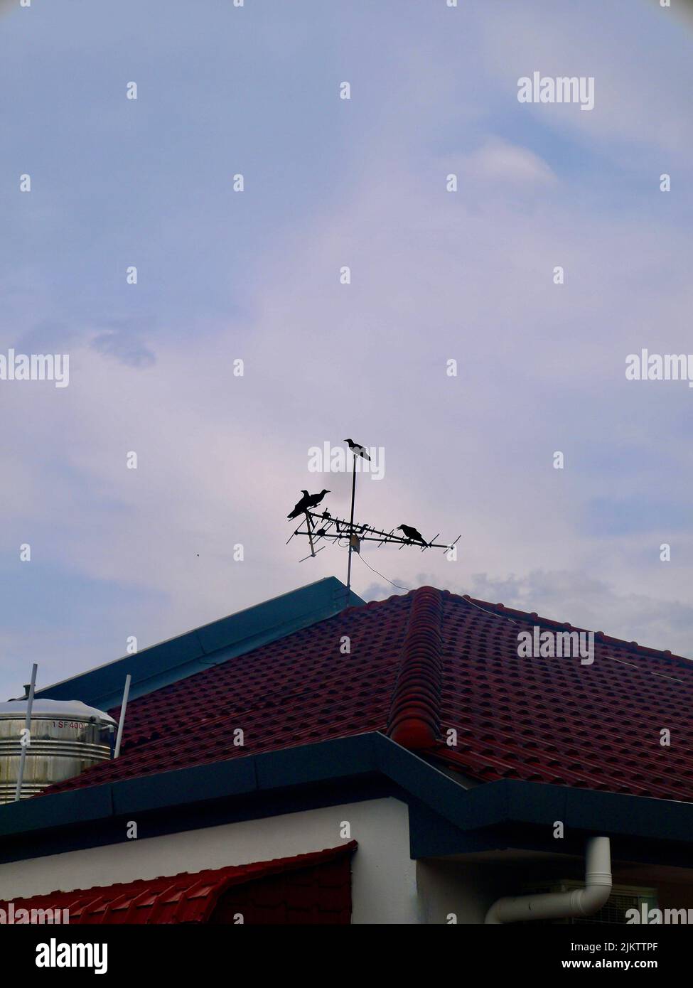 A vertical shot of a house roof and bird standing on an antenna against ...