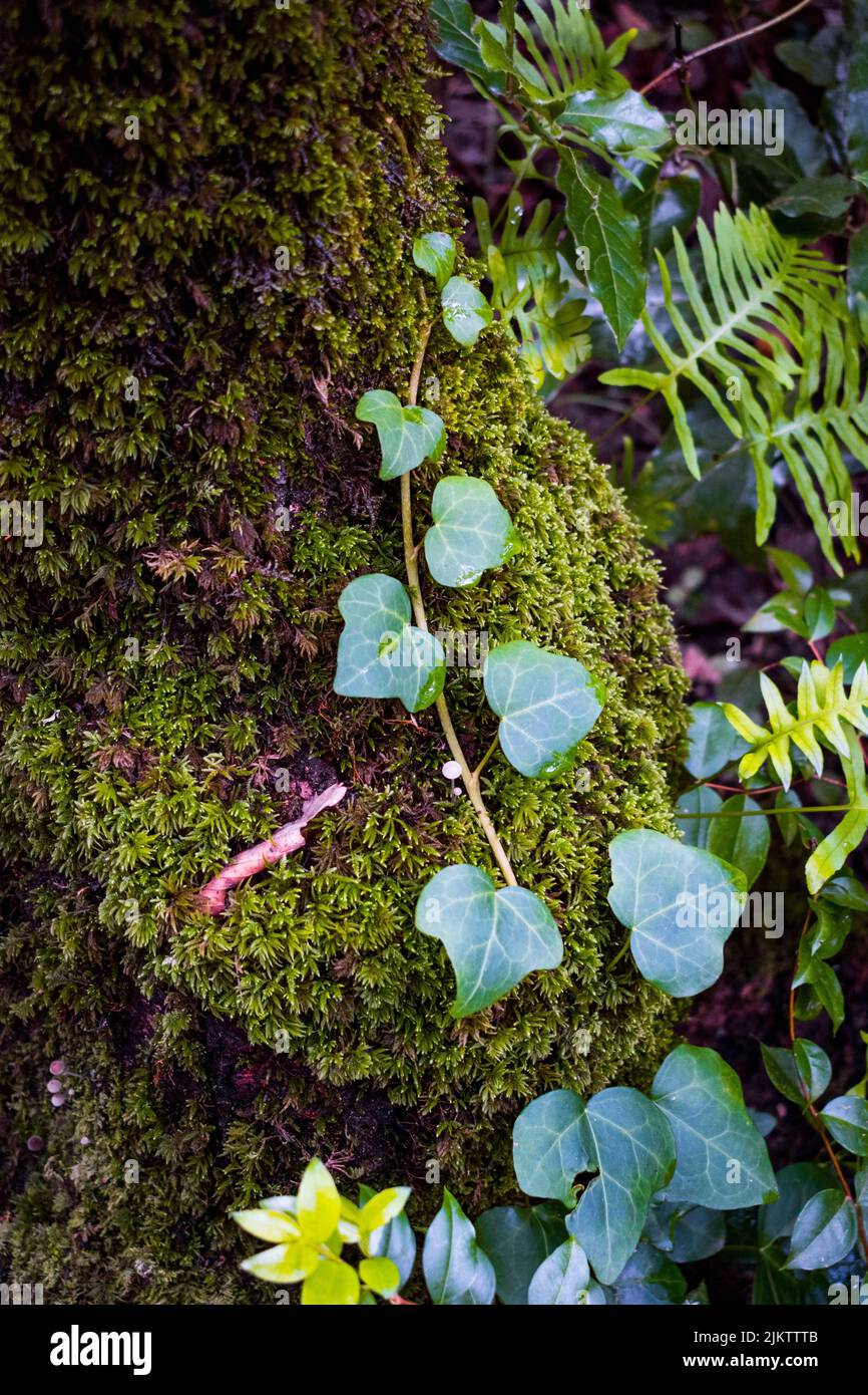An ivy plant and green moss on the tree in the garden Stock Photo - Alamy