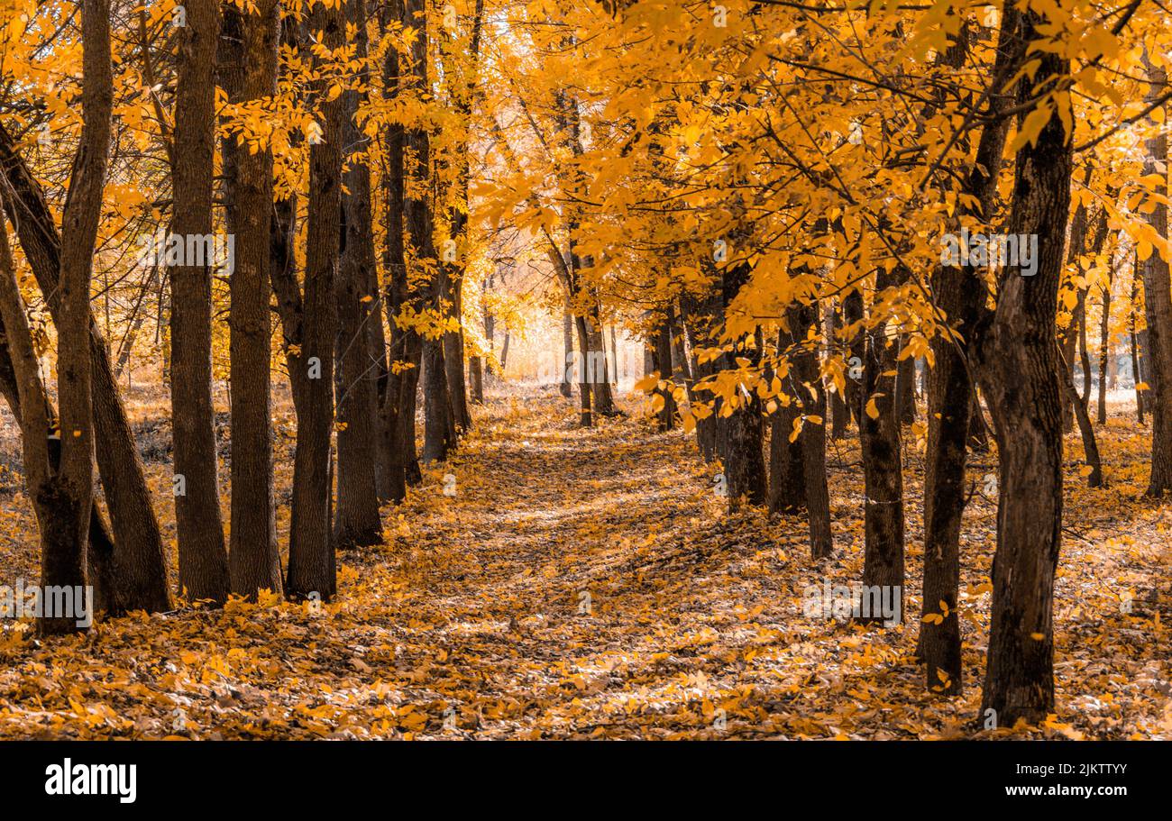 A path in the autumn park with golden foliage Stock Photo - Alamy