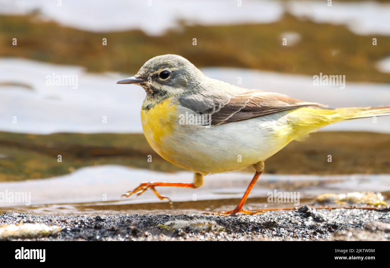 Grey wagtail habitat hi-res stock photography and images - Alamy