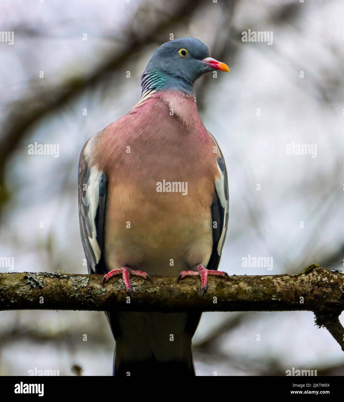 A closeup of a wood pigeon resting on a tree branch Stock Photo - Alamy