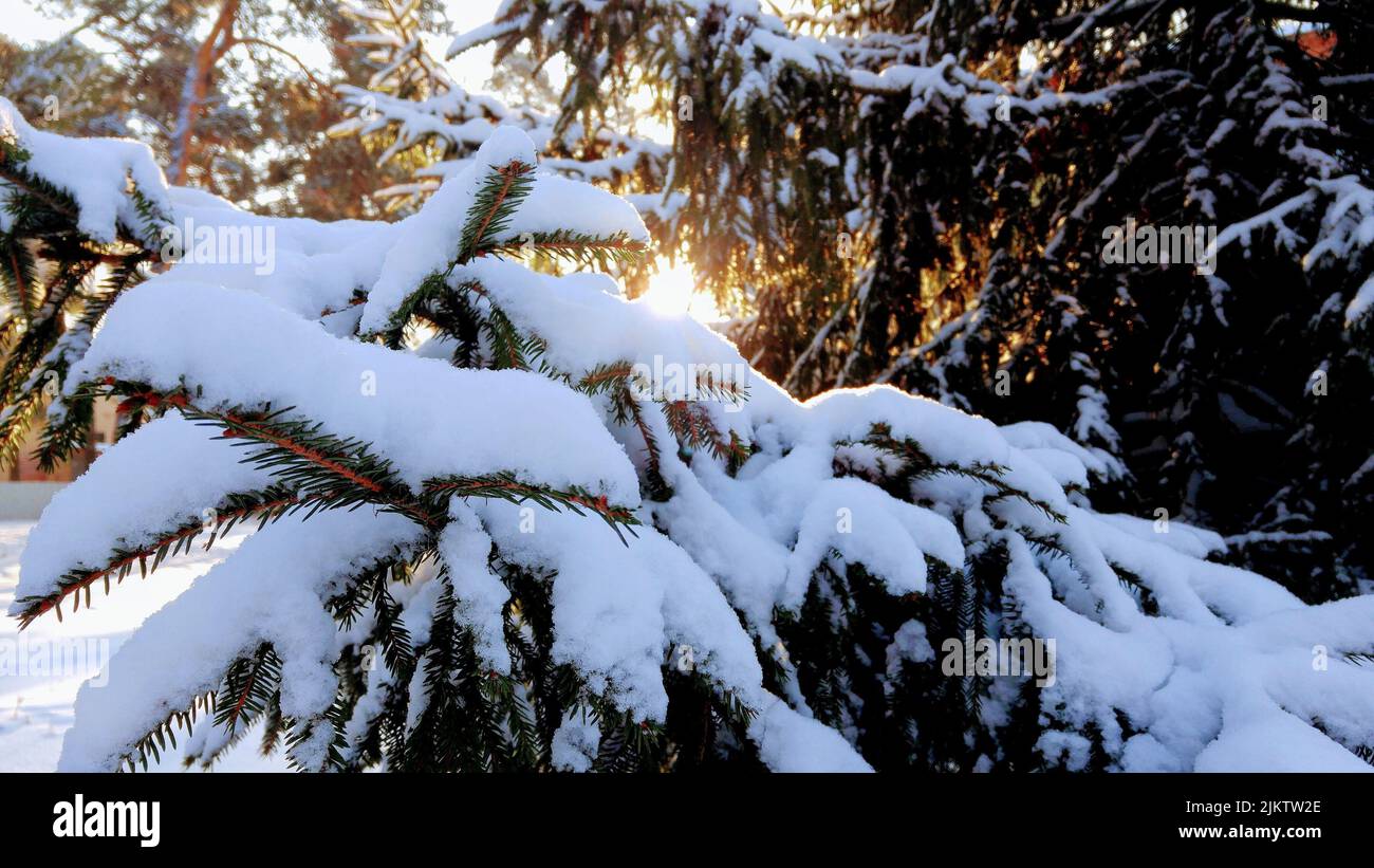 A closeup of white fluffy snow covering pine trees in the wood Stock ...