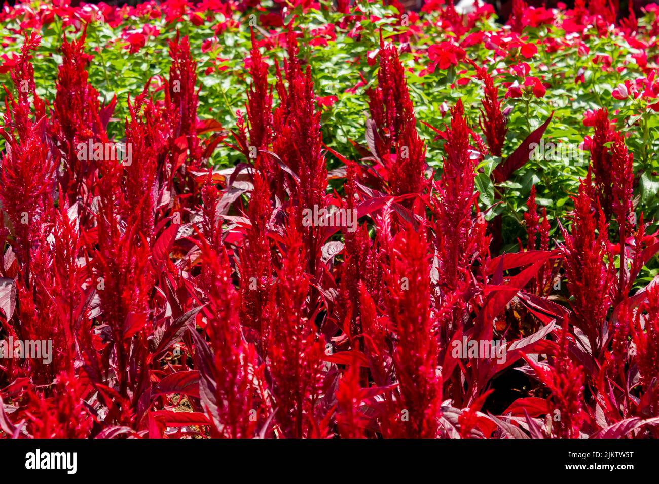 Celosia park hi-res stock photography and images - Alamy