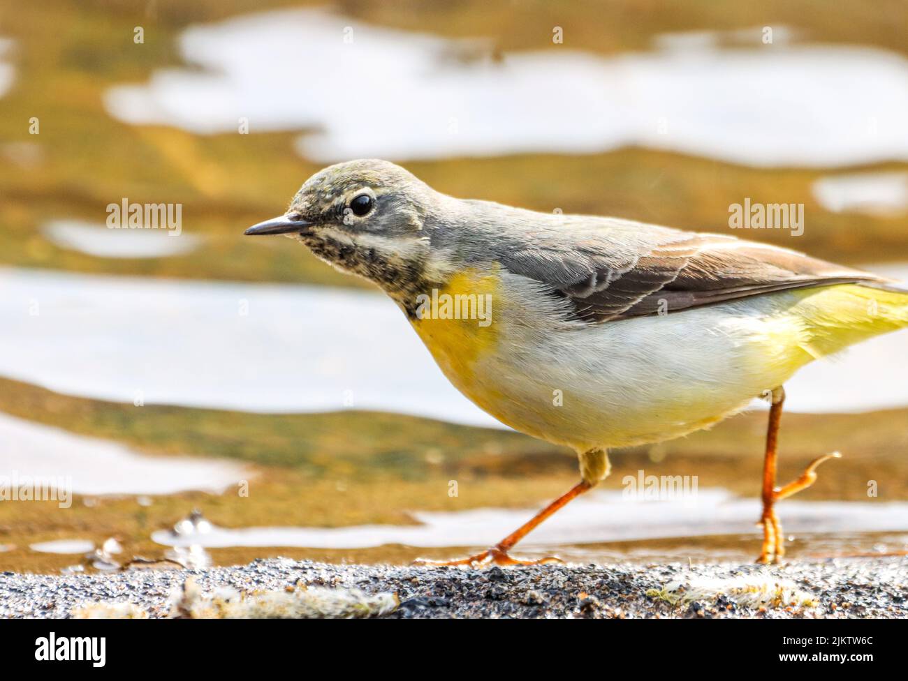 Grey wagtail plumage hi-res stock photography and images - Alamy