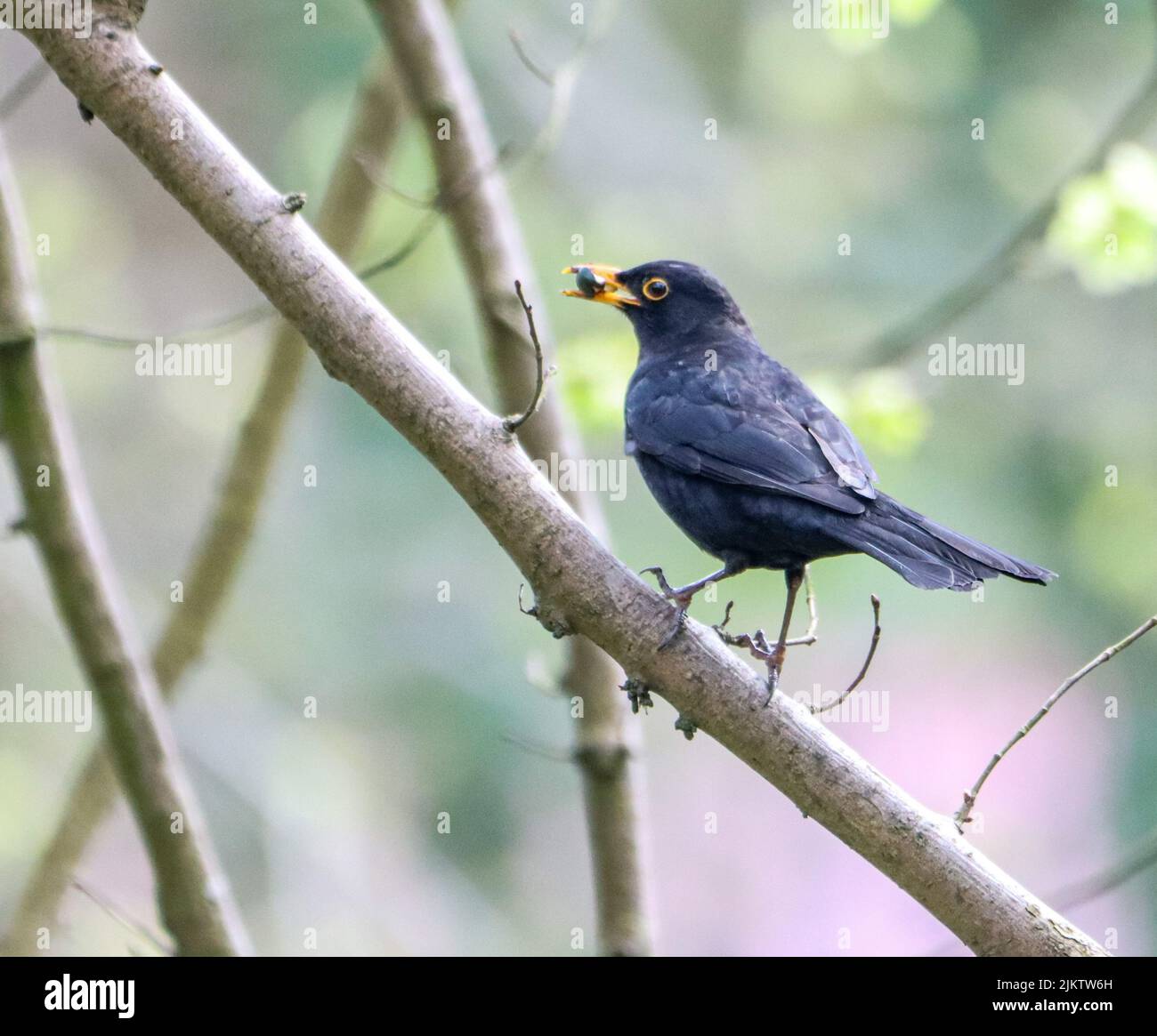 Blackbird resting on a branch hi-res stock photography and images - Alamy