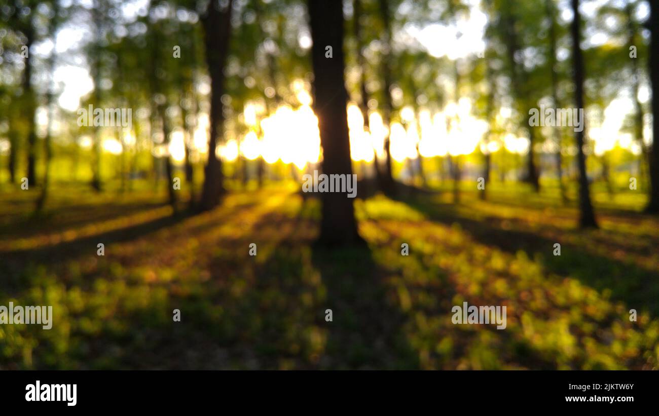 Blurred view trees in hi-res stock photography and images - Alamy