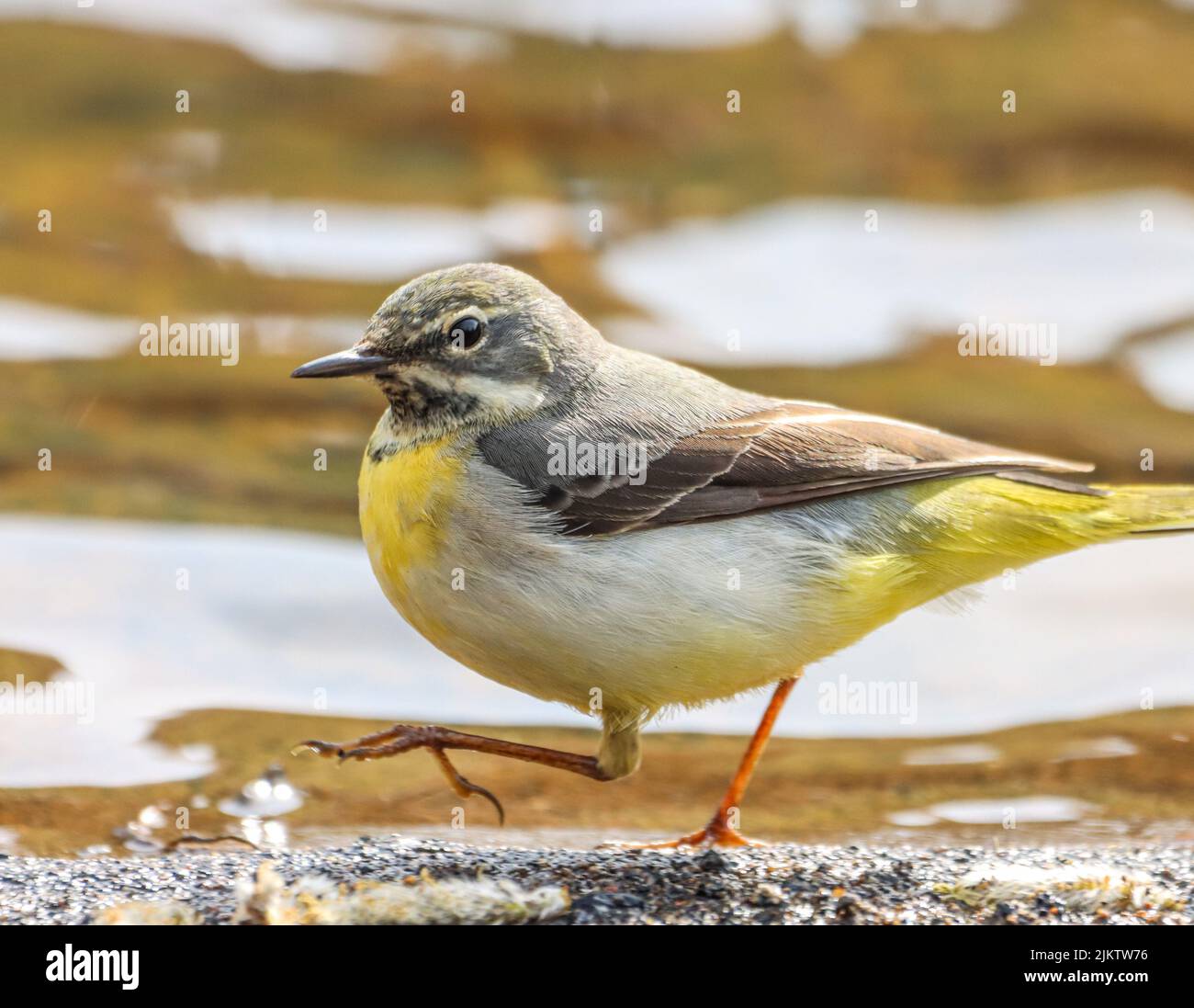 Grey wagtail natural habitat hi-res stock photography and images - Alamy