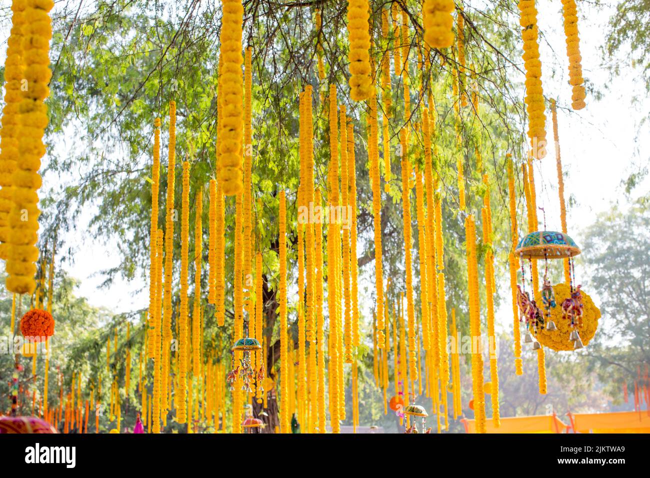 The yellow marigold flower garlands hanging from the branches Stock ...