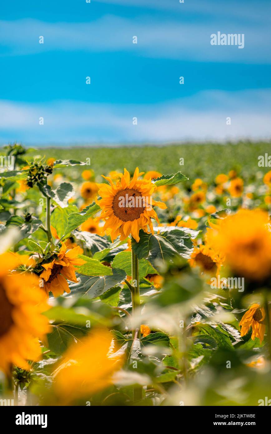 A scenic sunflower field on a sunny day Stock Photo - Alamy