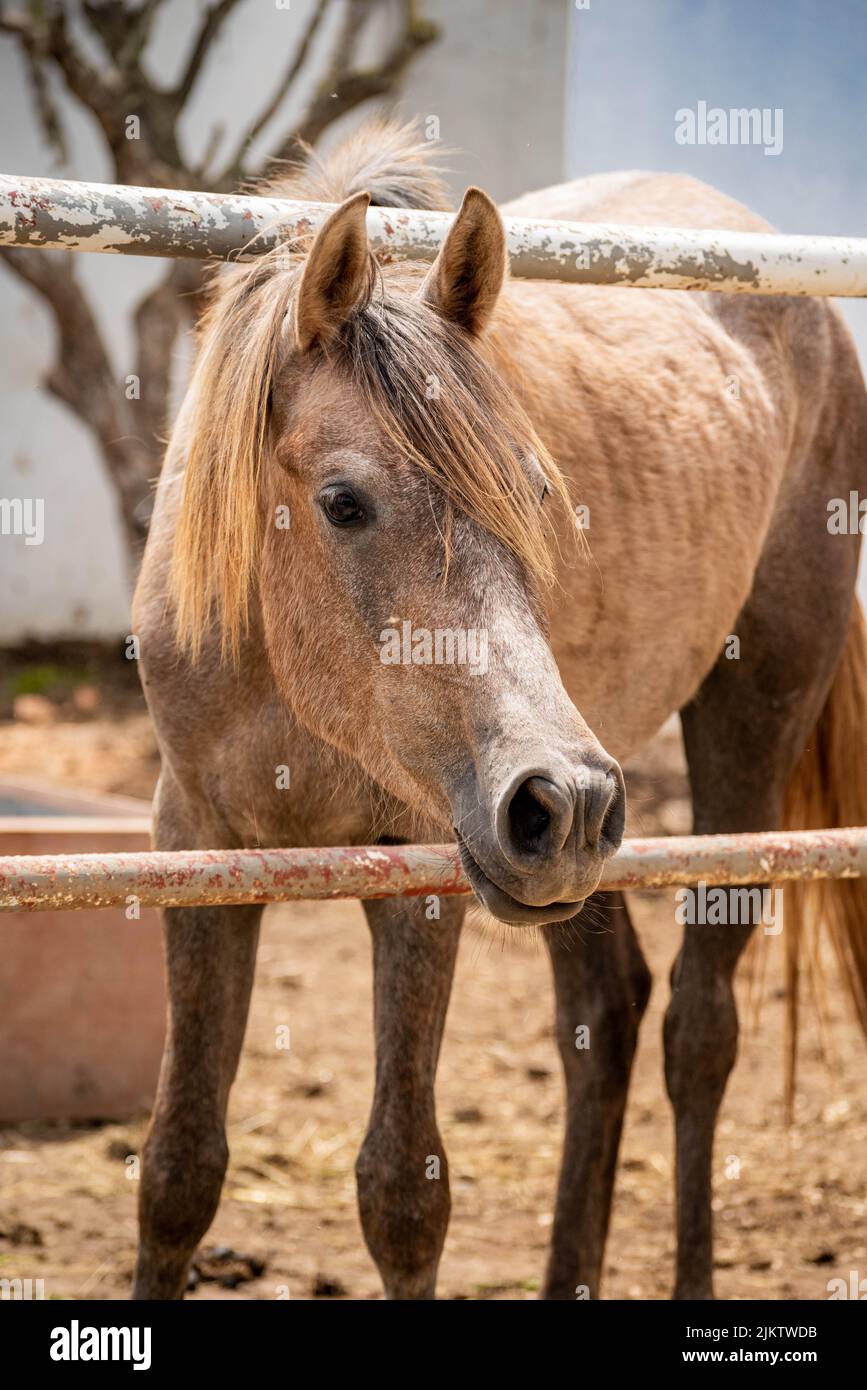 Arabian horse face hi-res stock photography and images - Alamy