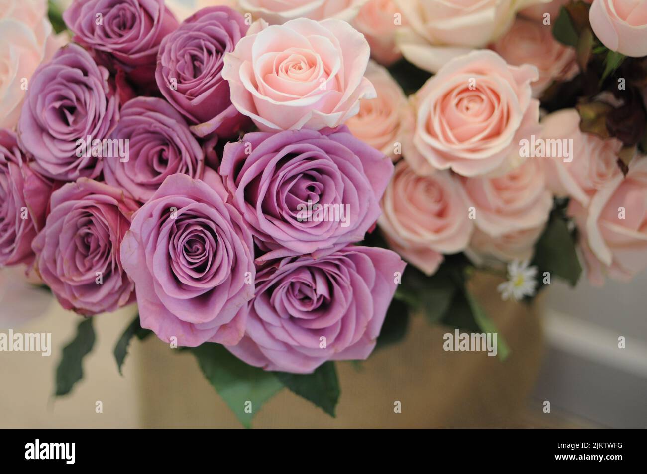 Red Violet Roses