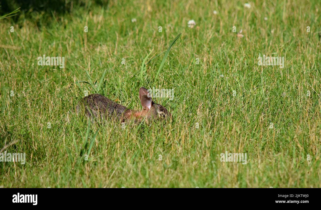 Rabbit hiding hi-res stock photography and images - Alamy