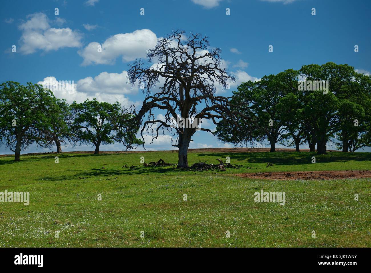 A beautiful view of trees in the field at daytime Stock Photo - Alamy