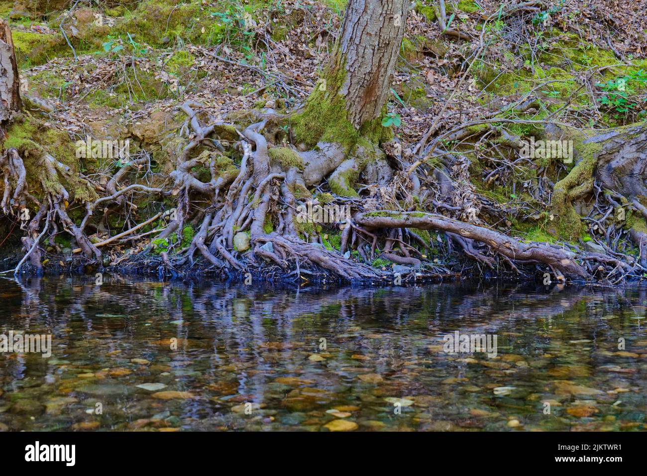 River with a tree hi-res stock photography and images - Alamy