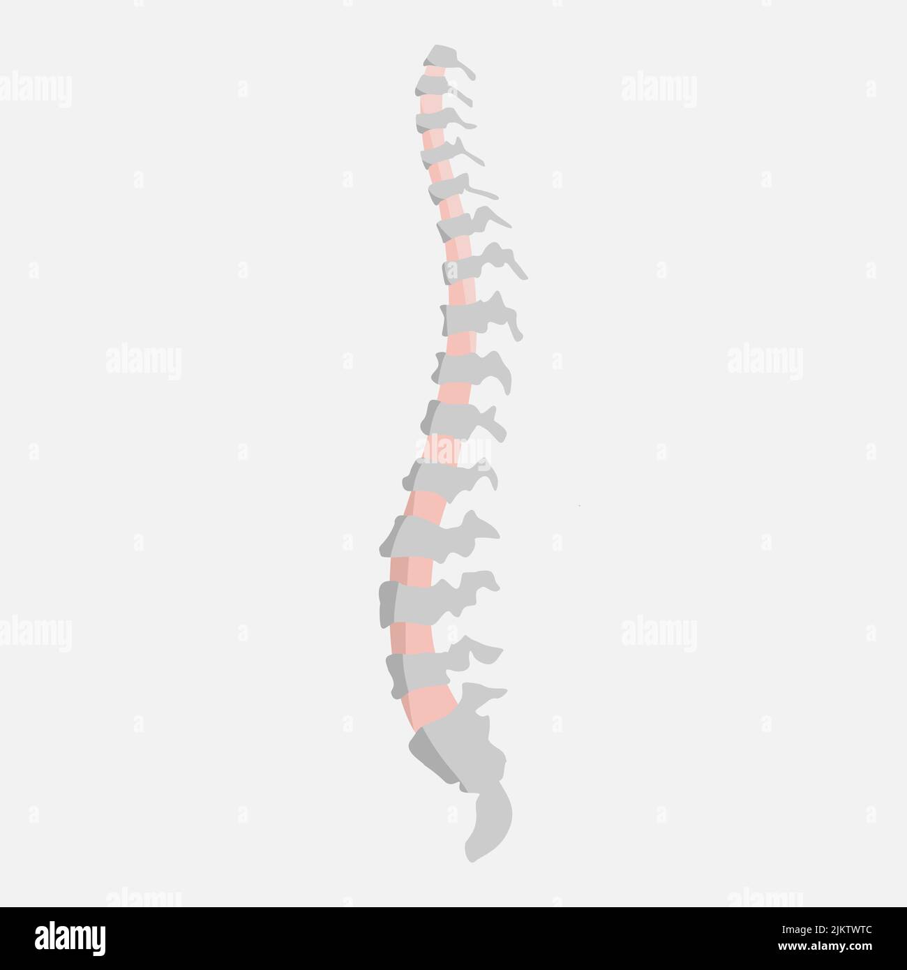 Spine line icon outline Stock Vector Images - Alamy