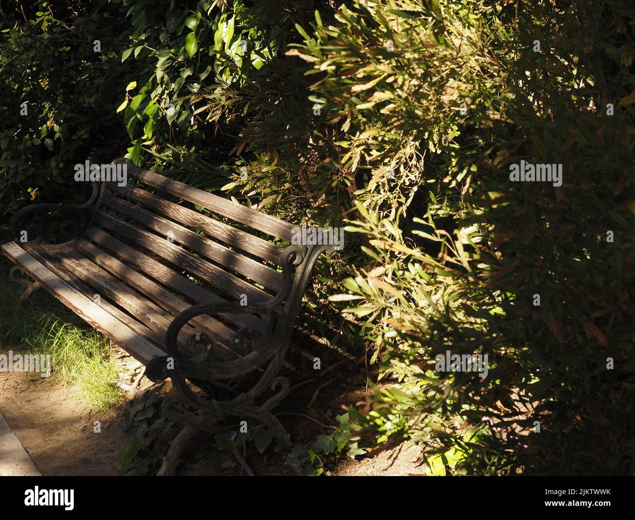 A wooden bench by lush green shrubs under the sunlight Stock Photo - Alamy