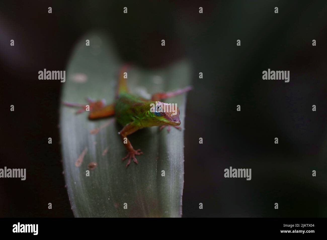Lizard staring into the camera Stock Photo - Alamy