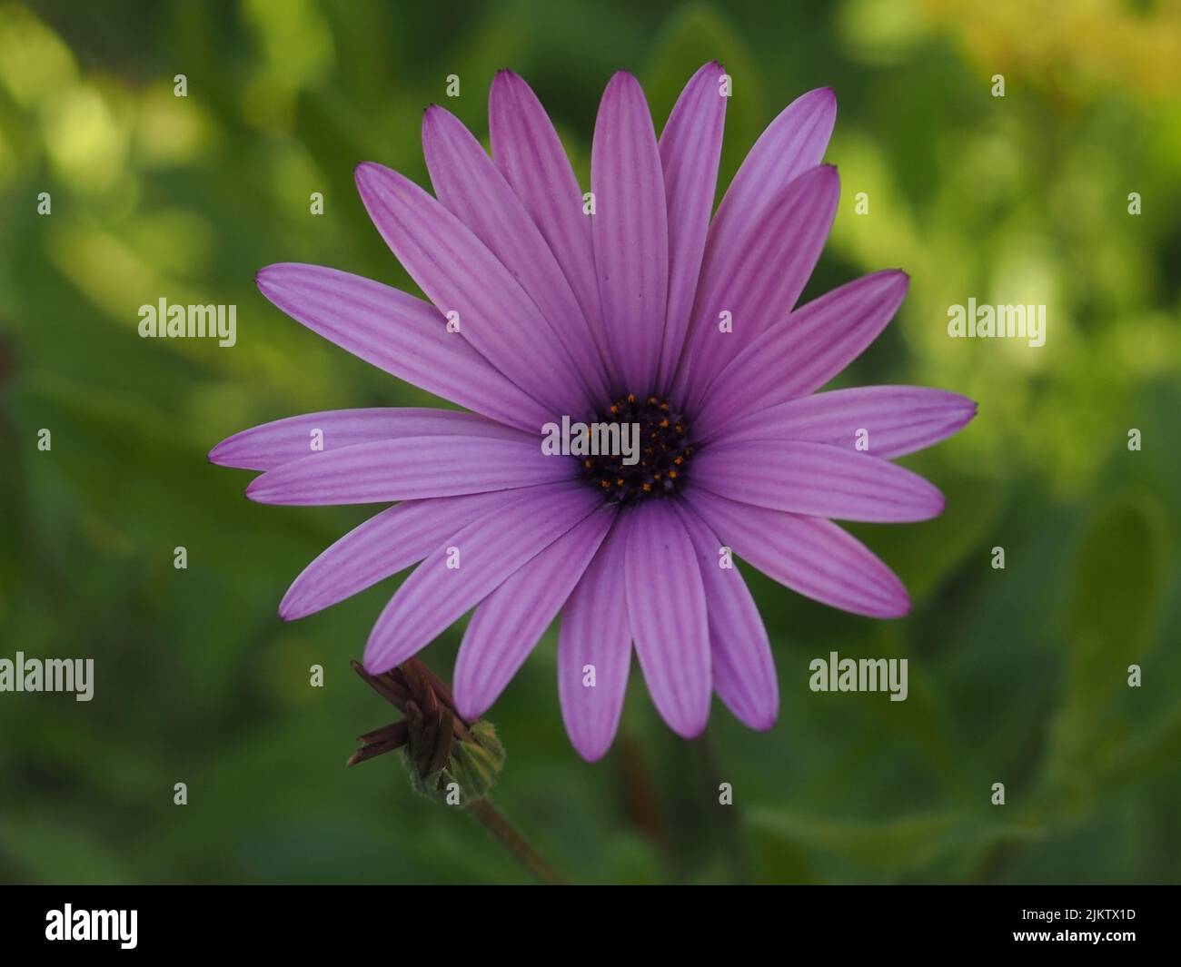 Light purple osteospermum flower hi-res stock photography and images ...