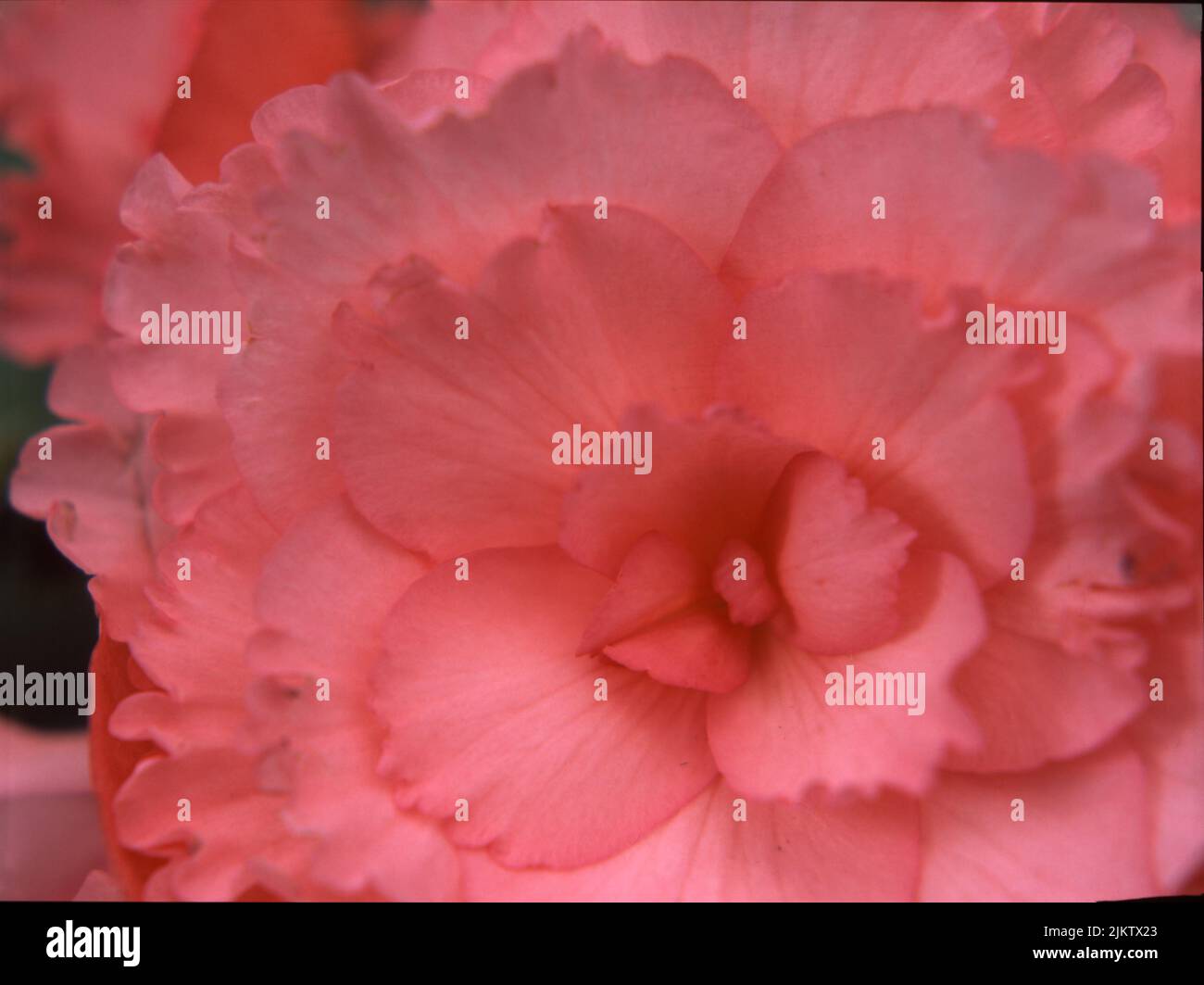 Picotee lace hi-res stock photography and images - Alamy