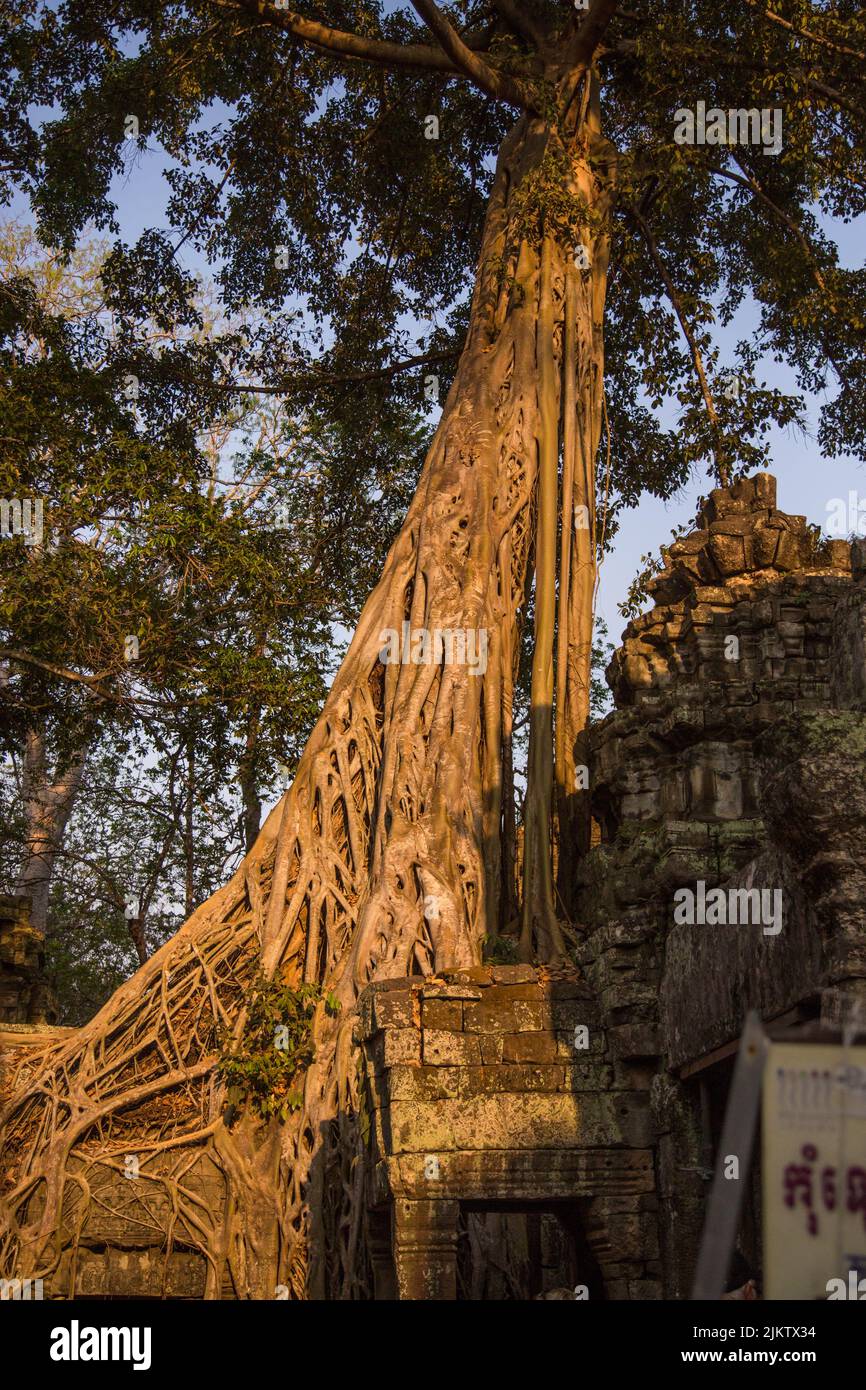 A vertical shot of a tree with long roots near the historic Angkor ...