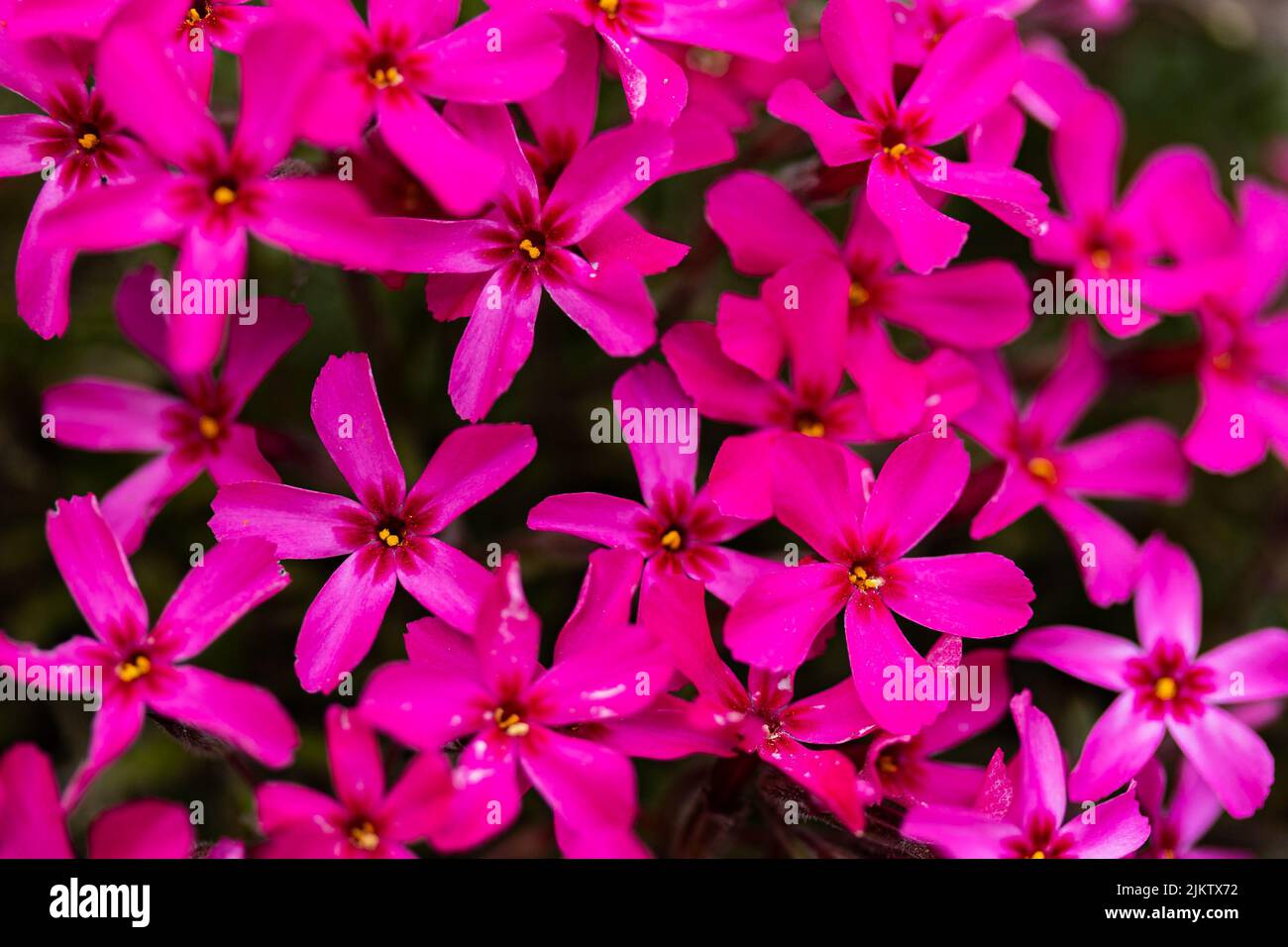 Vibrant phlox flowers hi-res stock photography and images - Alamy