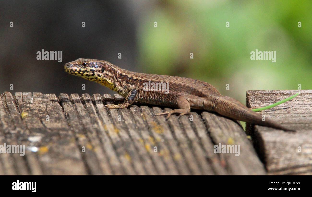 Brown lizard hi-res stock photography and images - Alamy