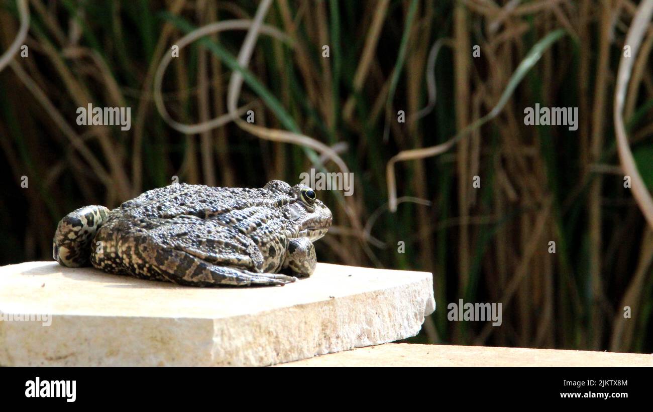 Toad stone hi-res stock photography and images - Alamy