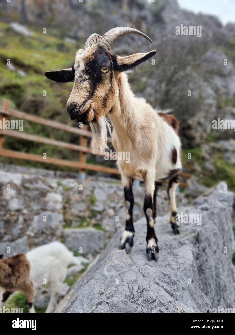 A vertical closeup shot of a spotted goat on a rock Stock Photo - Alamy
