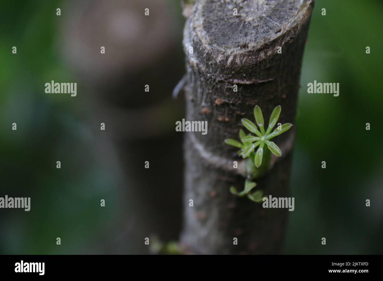 A new growth on an old tree and sprouting leaves on a branch Stock ...