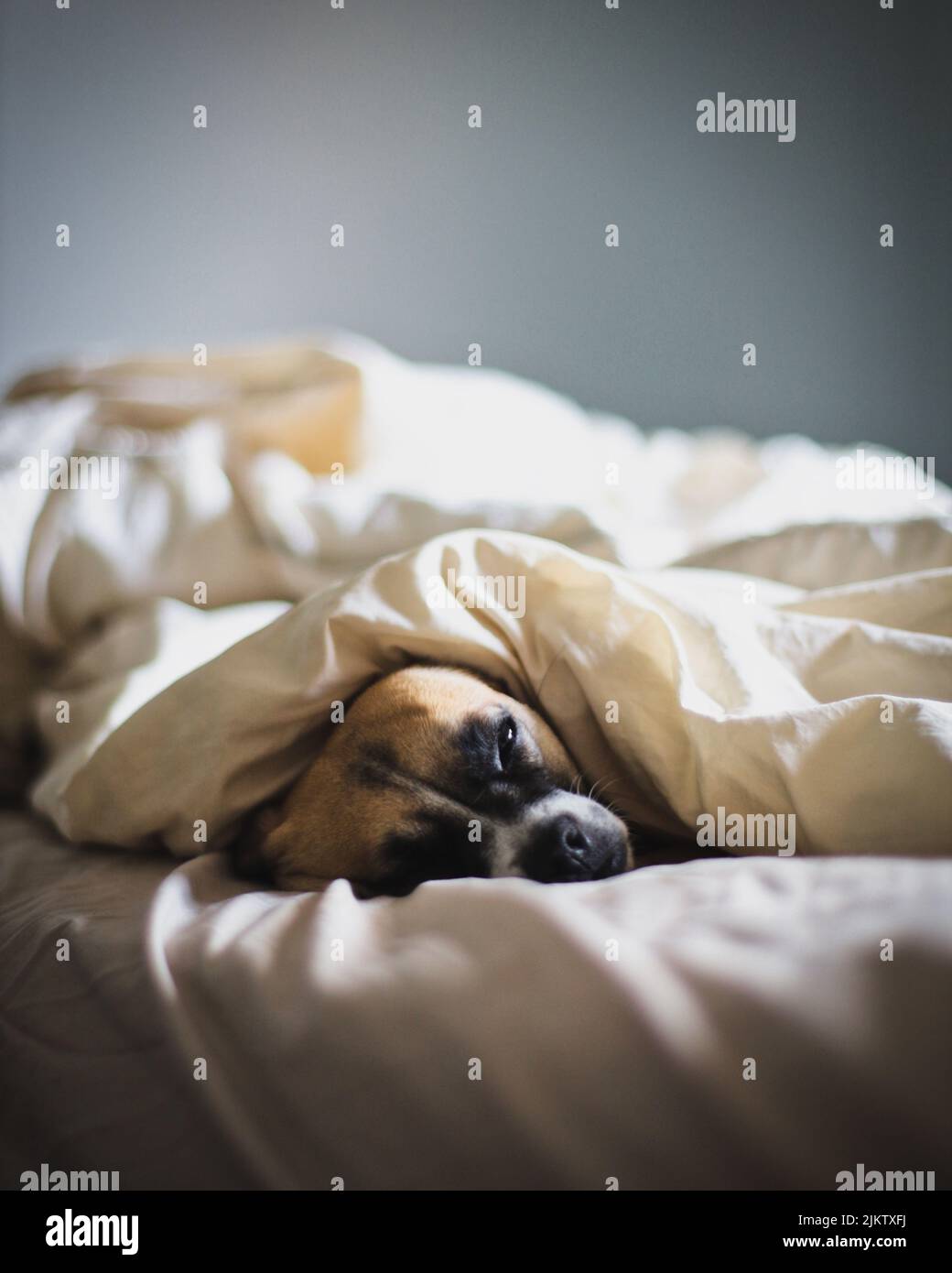A sleepy dog under the blanket looking at the camera in a gray ...