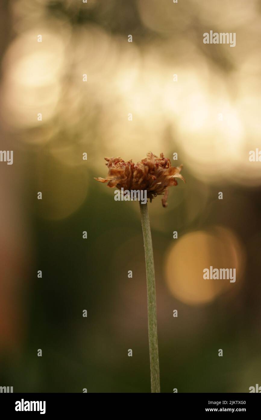 Wilted flower wilted plant hi-res stock photography and images - Alamy