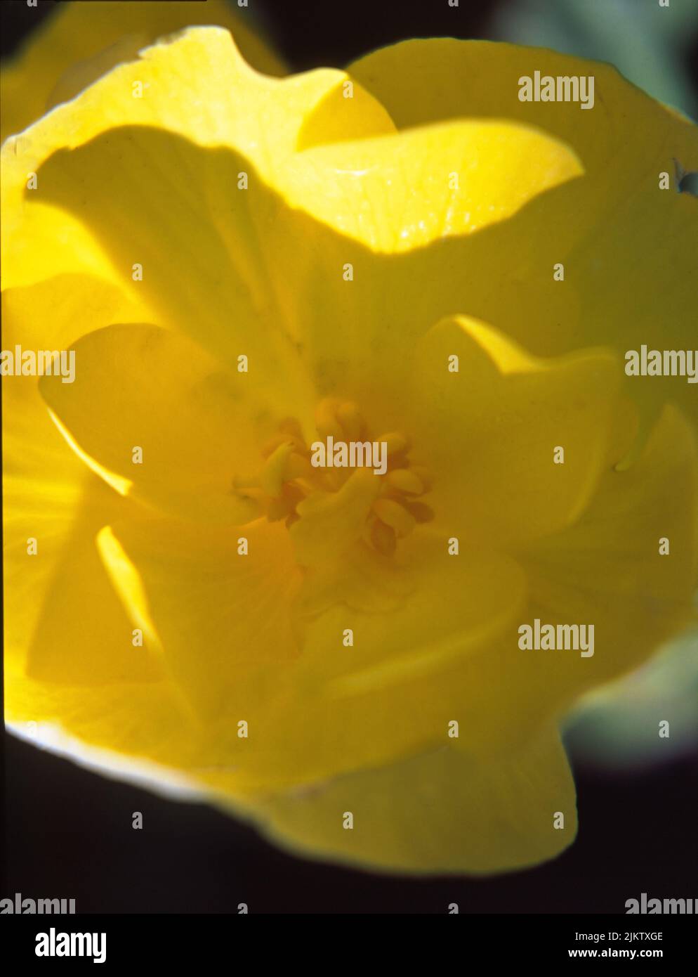 Dendromecon harfordii hi-res stock photography and images - Alamy