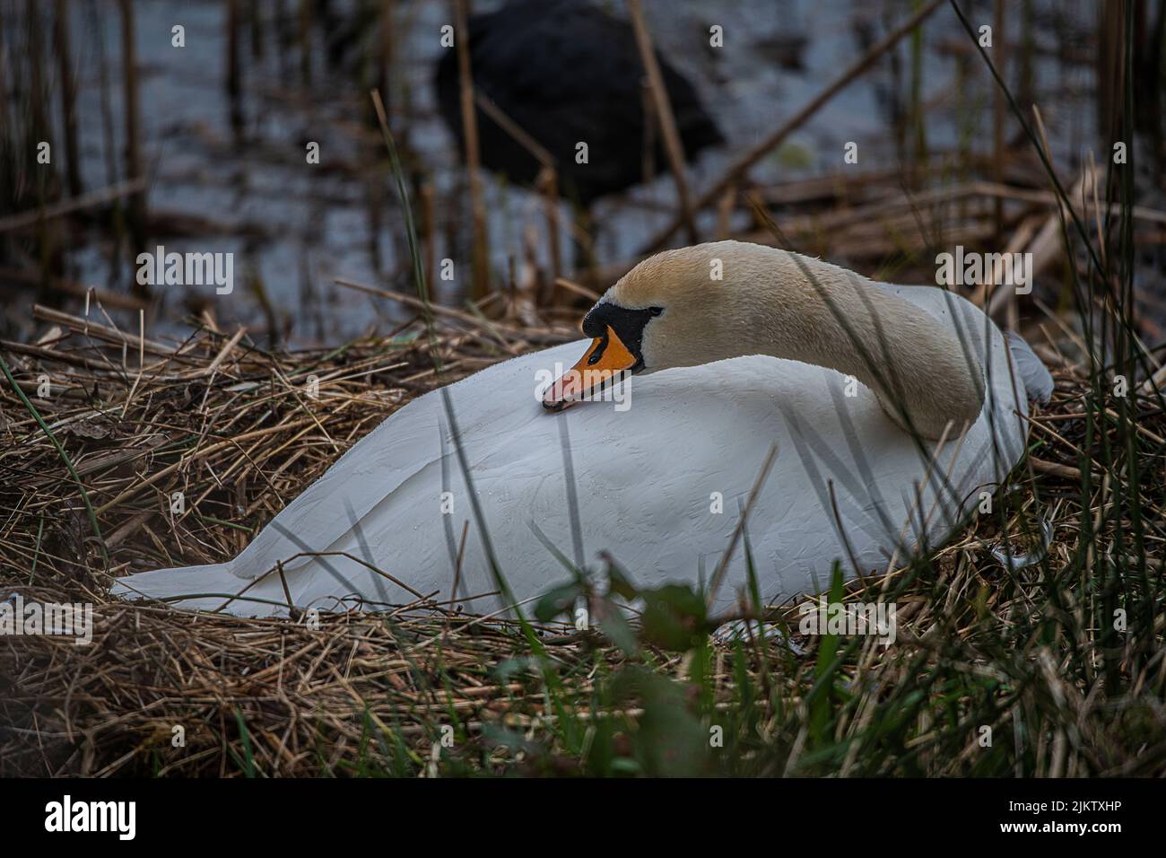 Beautiful shot swan in hi-res stock photography and images - Alamy