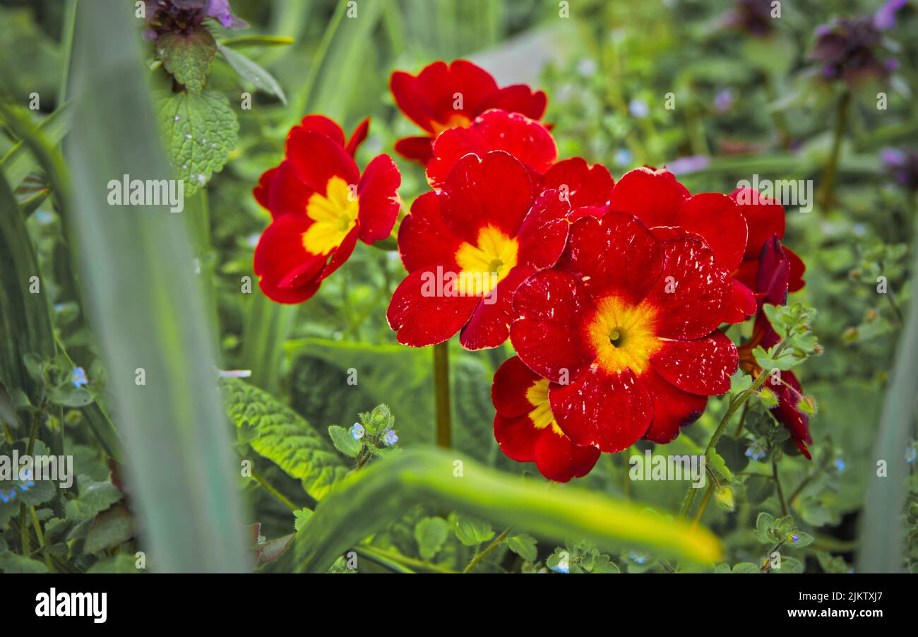 Red primrose flowers in nature around Newark, Nottinghamshire Stock ...