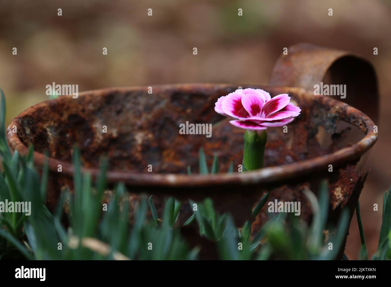 A closeup of a Carnation (Dianthus caryophyllus) in a rusty pot in the ...