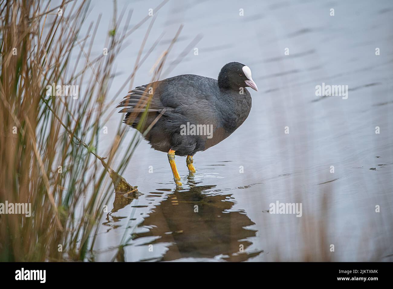 A coot in a pond by the bay Stock Photo - Alamy