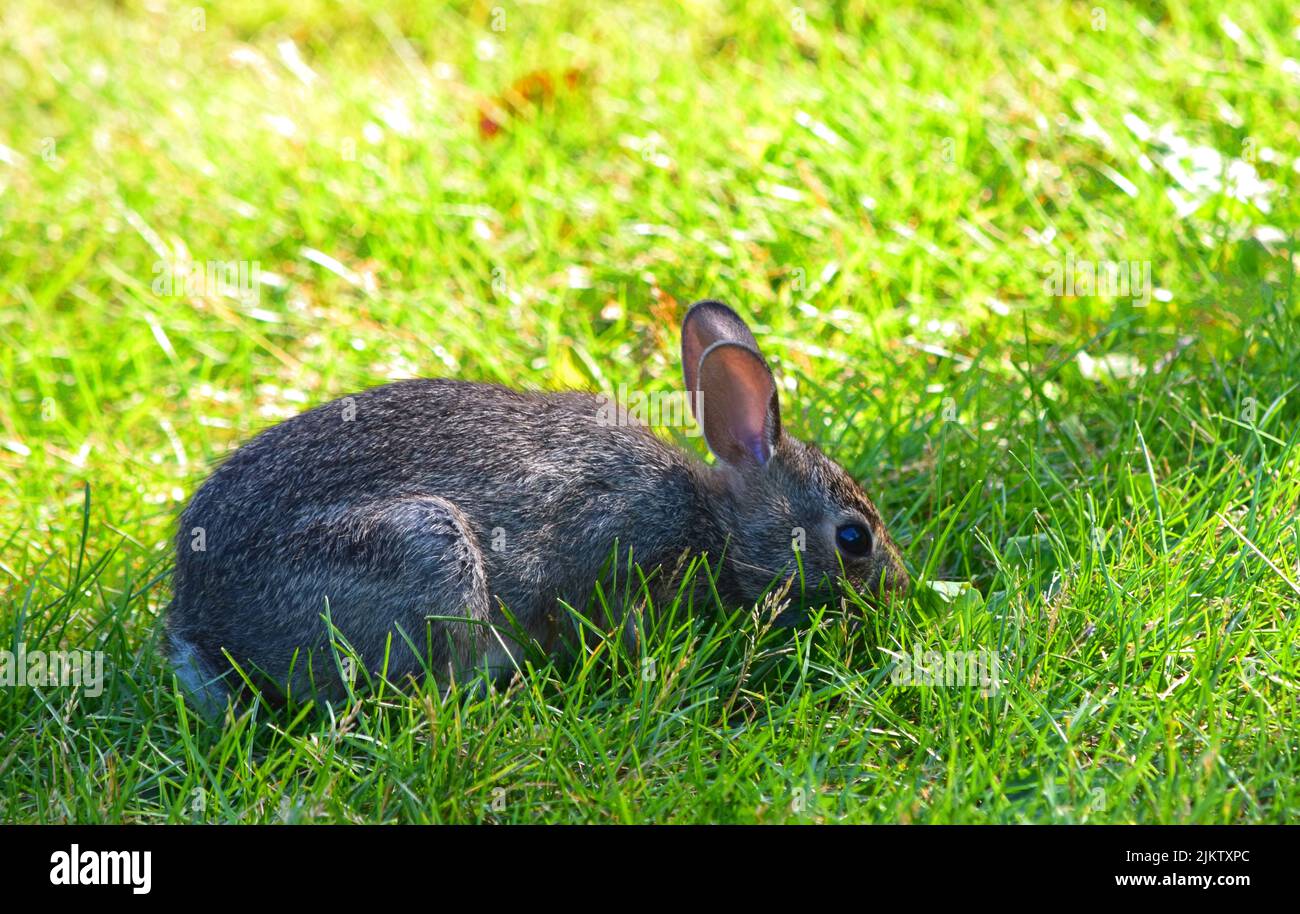 County rabbits hi-res stock photography and images - Alamy